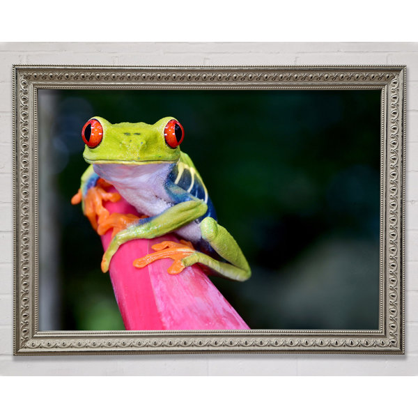 Sansibar Home Gerahmter Kunstdruck Here's Looking At You Frog | Wayfair.de Sansibar Home Gerahmter Kunstdruck Here's Looking At You Frog | Wayfair.de
